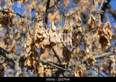 Beautiful and unusual autumn, a lot of dry maple seeds on the branches ...