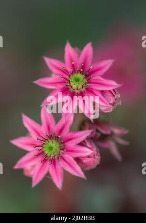 A selective focus shot of pink flower buds on a tree branch Stock Photo ...
