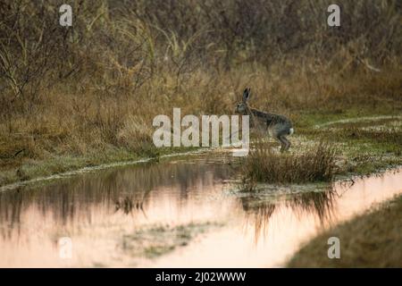 startled rabbit runs away over a pool of water Stock Photo - Alamy
