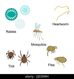 Rabies viruses, illustration Stock Photo - Alamy