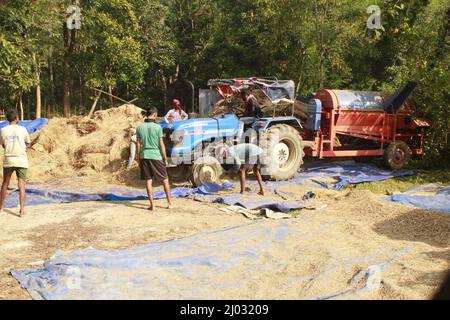 Threshing harvested crop to separate rice paddy in Tamil Nadu, South ...