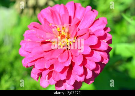 Cosmos Disambiguation Cosmos flowers and Leaf Stock Photo - Alamy