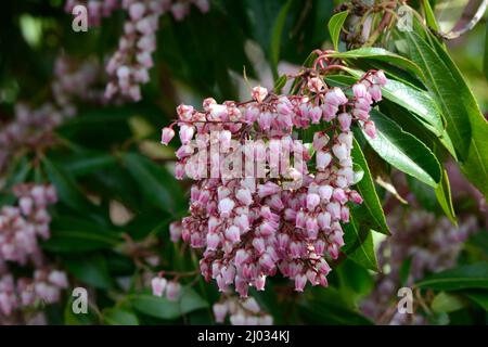 Pieris japonica Pink delight large drooping panicles of pink flowers ...