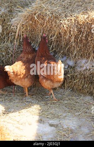Free range chickens strutting around the barn yard Stock Photo - Alamy