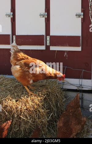 Free range chickens strutting around the barn yard Stock Photo - Alamy