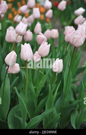 Pink Triumph tulips (Tulipa) Lasergame bloom in a garden in March Stock ...