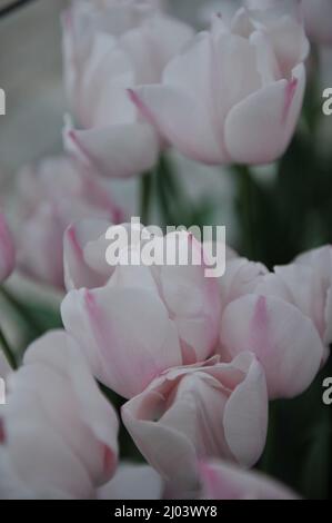 Pink Triumph tulips (Tulipa) Lasergame bloom in a garden in March Stock ...