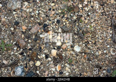Earth, sandy soil with small shells of different sizes, gray and black ...