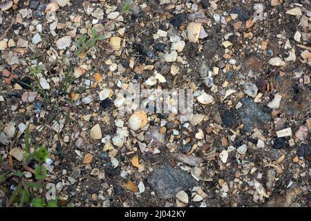 Earth, sandy soil with small shells of different sizes, gray and black ...