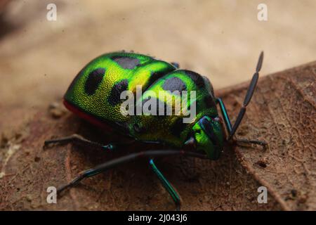 Scutelleridae is a family of true bugs. They are commonly known as ...