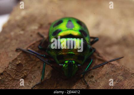 Scutelleridae is a family of true bugs. They are commonly known as ...