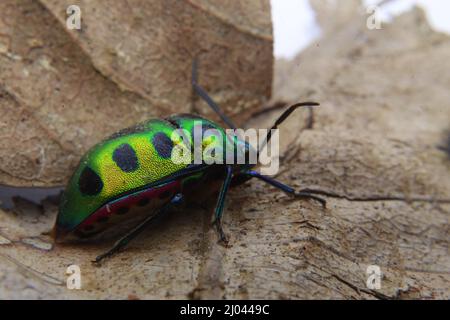 Scutelleridae is a family of true bugs. They are commonly known as ...