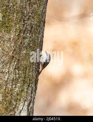 Common treecreeper Certhia familiaris, adult flying from nest hole ...