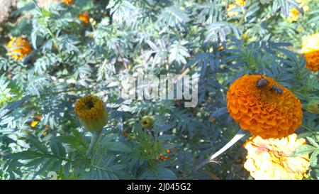 Round shape Marigold flower, copy space, blank space for your text or ...