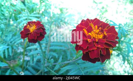 Round shape Marigold flower, copy space, blank space for your text or ...