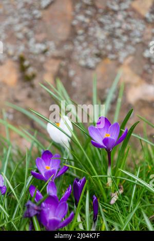 White flowering crocuses, family Iridaceae in the sun and a female ...