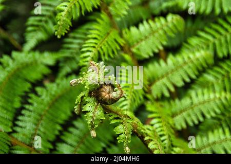 Fern unrolling a new frond. New growth in spring. Ferns renewal ...