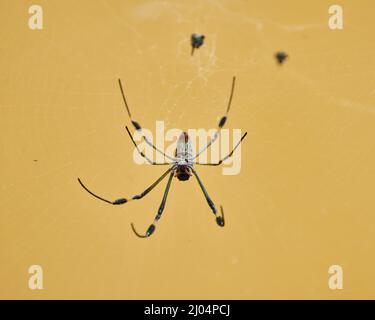 Nephila spider known as golden silk spider due to the color of its web ...