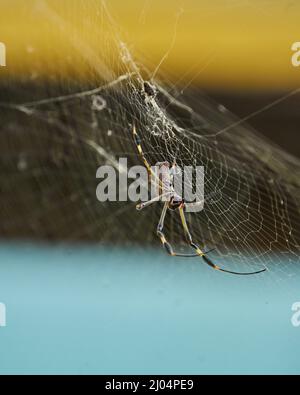 Nephila spider known as golden silk spider due to the color of its web ...