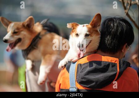 View of people holding cute Corgis in the street of Hong Kong Stock ...
