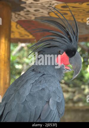 cockatoo palm birds giant black parrots burung kakatua hitam Stock ...