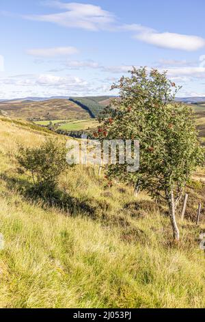 Idyllic rural scenery of rowan tree branches with green leaves and a ...