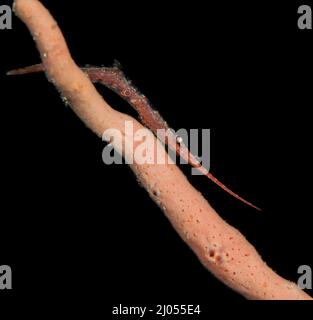 Saw-Blade Shrimp Tozeuma armatum Stock Photo - Alamy