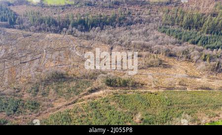 Clearfell conifer forestry, Afon Byrfon, Brechfa Forest Stock Photo - Alamy