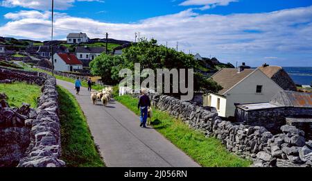 Sheep on the road, Inishmore, Aran irelands, County Galway, Ireland ...