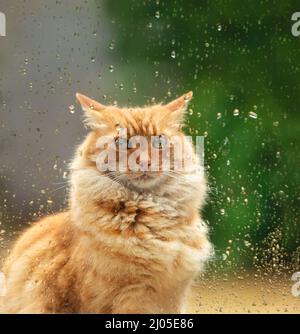 house plants and raindrops on the window glass, close up Stock Photo ...
