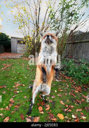 A red fox standing on hind legs, reaching up to retrieve prey from a ...