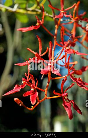 Red orchid (Renanthera coccinea) on garden Stock Photo - Alamy