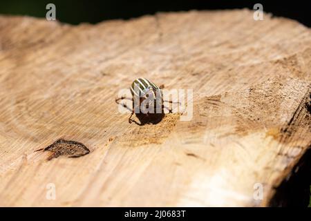 10 lined june beetle crawling on large stump Stock Photo - Alamy