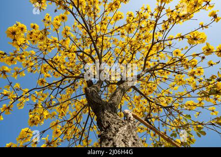 low angle view blooming Guayacan or Handroanthus chrysanthus or Golden ...