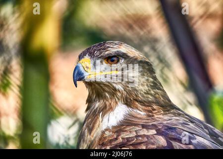 Closeup shot of a fierce hawk against a blurry background Stock Photo ...
