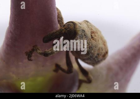 Macro closeup of a Weevil (Lixus concavus) on a pink crown flower ...