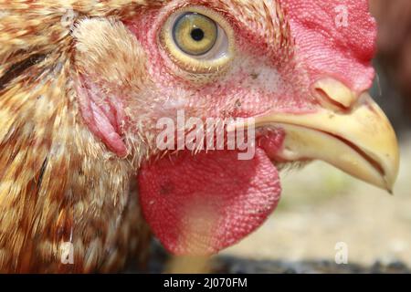 Rooster head shot isolated Stock Photo - Alamy