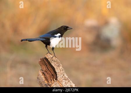 Common magpie with the last lights of the afternoon of a spring day in ...
