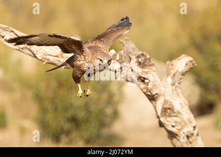 Common buzzard in a Mediterranean forest area of its territory with the ...