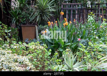 Urban residential garden setting during summer on the Gauteng Highveld ...