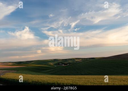 Photo of big field going to horizon with sunset Stock Photo - Alamy