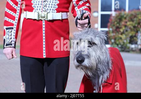 Turlough Mor, the Irish wolf hound regimental mascot, also known as ...