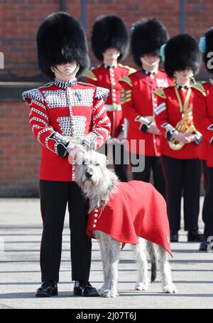 Seamus, the Irish Guards mascot ahead of The Princess of Wales arriving ...