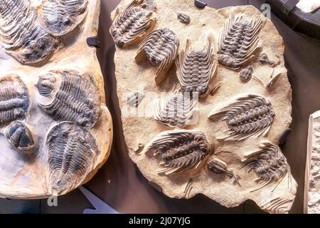 Group of trilobite fossils seen in the Dawn of Life Gallery at the ...
