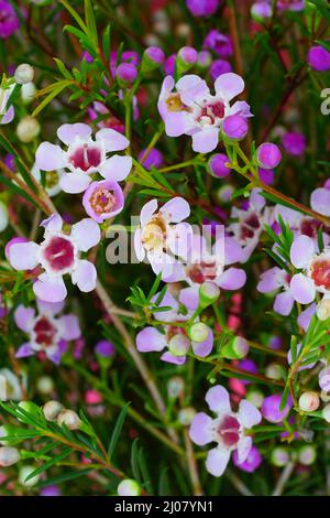Tiny pink and white waxflowers (chamelaucium uncinatum Stock Photo - Alamy