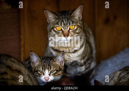A cute grey striped Chinese pastoral cat Stock Photo - Alamy