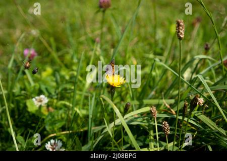 Schmetterling auf einer gelben Blume *** A butterfly on a yellow flower ...