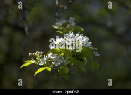 Horticulture of Gran Canaria - White flowers of pear tree Stock Photo ...