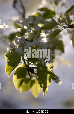 Horticulture of Gran Canaria - flowering pear tree orchards in Las ...