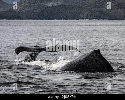 Beautiful shot of a whale's tail above the surface in the cold water of ...